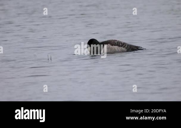 Beautiful black and white goose hunt fish in lakes, rivers, and canals ...