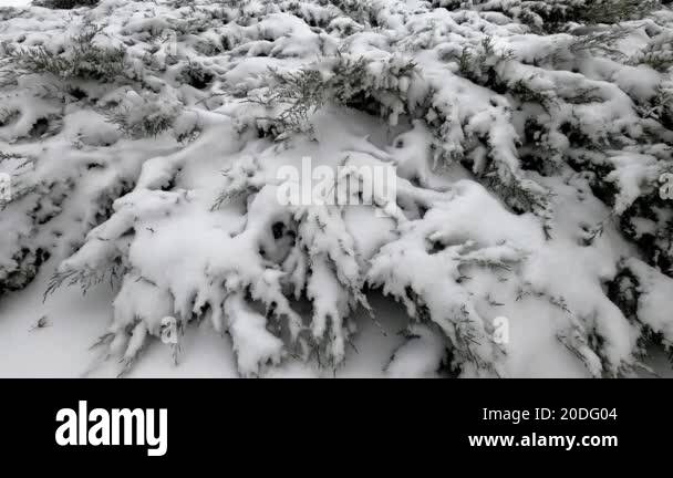 The video shows dense green bushes covered in fresh white snow ...
