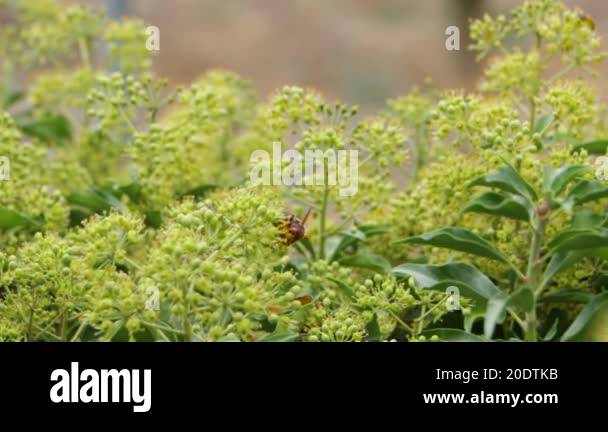 Closeup of a Wasp Pollinating Ivy Flowers, 4k video Stock Video Footage ...