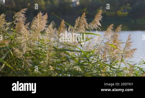 Sunlit reeds sway gently by the edge of a calm lake, their golden hues ...