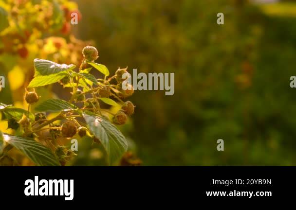 Raspberry harvest in the garden. Selective focus. Nature Stock Video ...