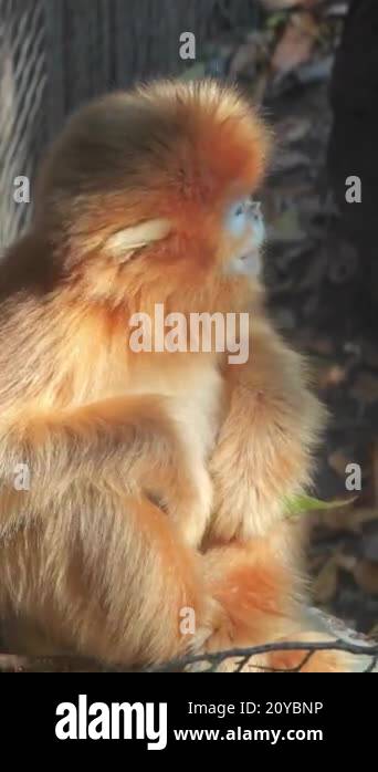 a baby golden monkey sitting on the ground in sunny afternoo in the zoo ...