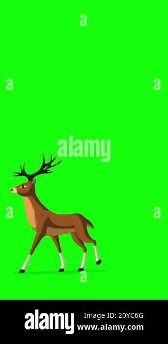 Antlered deer. Handmade animated looped HD footage isolated on green ...