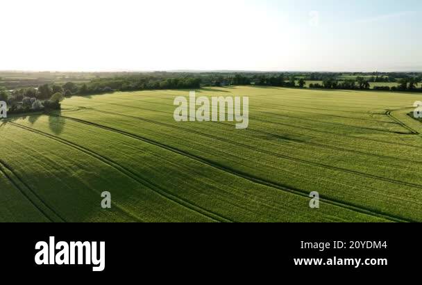 An aerial view captures lush green fields that feature neat rows ...