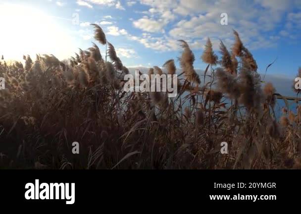 Fluffy reeds on a winter lake at sunset Stock Video Footage - Alamy
