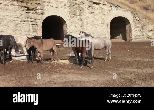 Horses and a mule munching on hay outside rustic stone stables create a serene rural scene under ...
