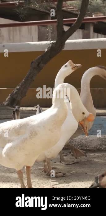 Two white geese stretch their necks among a group of other geese on a ...