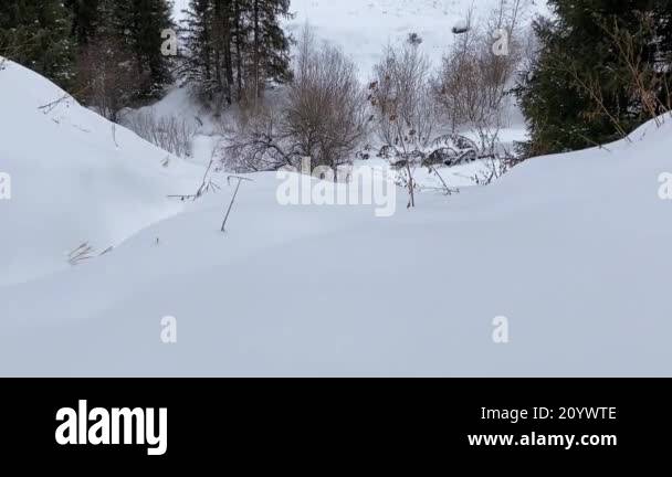 A huge snowdrift in the snowy mountains. Hills, trees, smooth camera ...