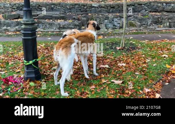 The Borzoi or Russian Hunting Sighthound is a Russian breed of hunting ...