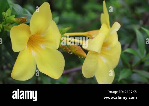 Alamanda or allamanda is an ornamental plant which is commonly referred ...
