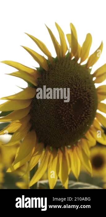 Sunflower with Bright Yellow Petals and a Dark Center, Lit by Soft ...