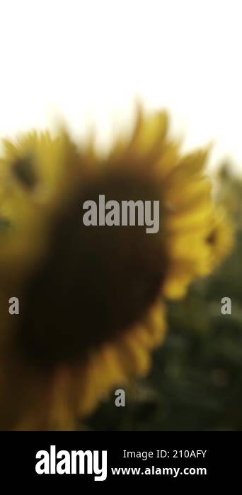 Sunflower with Bright Yellow Petals and a Dark Center, Lit by Soft ...