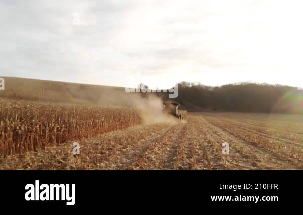 Green combine harvesting corn at sunset in Ukraine Stock Video Footage ...