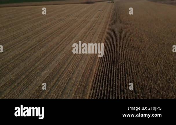 Green combine harvesting corn at sunset in Ukraine Stock Video Footage ...