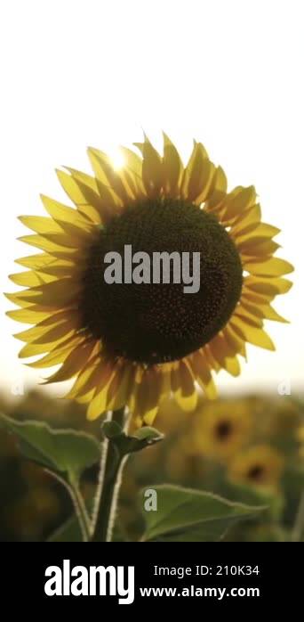 Sunflower with Bright Yellow Petals and a Dark Center, Lit by Soft ...