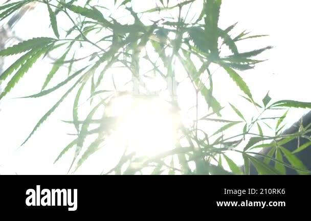 A lush marijuana plant with stem and leaves under the sunshine. A ...