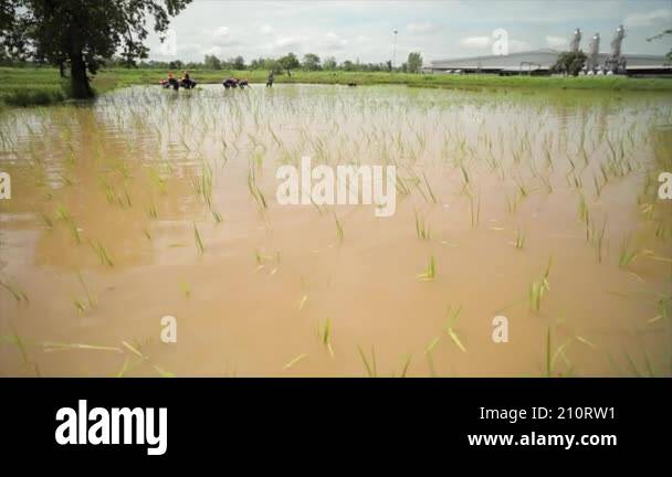 The rice paddy field after transplanted rice seeding by farmers beside ...