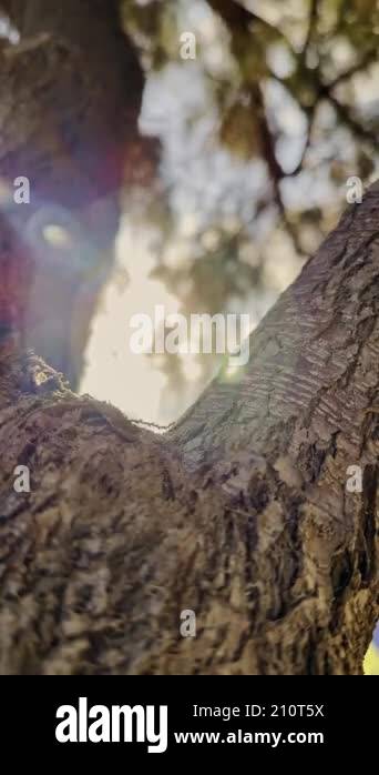 A tree trunk is captured in detail, showcasing its textured bark and ...