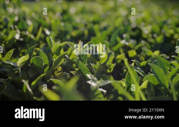 Close-up view of vibrant green tea leaves basking in the gentle ...