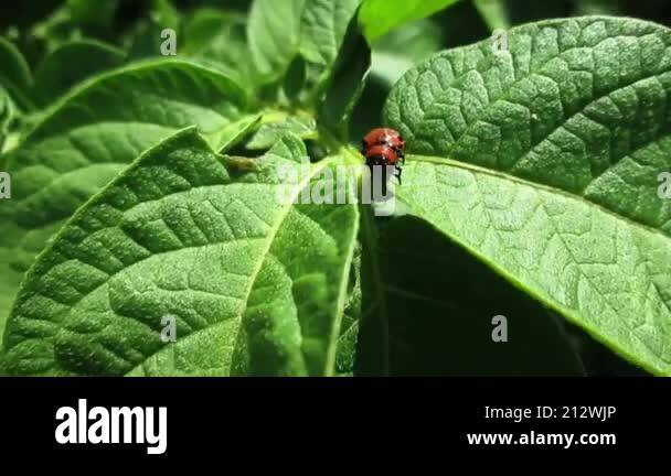 A colorful beetle scuttles across large, textured green leaves in a ...