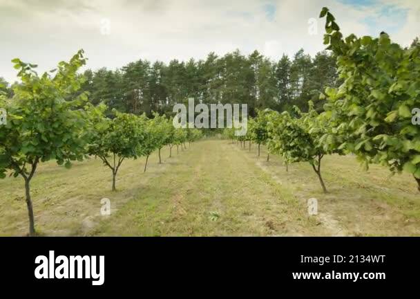 Hazelnut trees rows agriculture cultivation garden. Growing raw ripe ...
