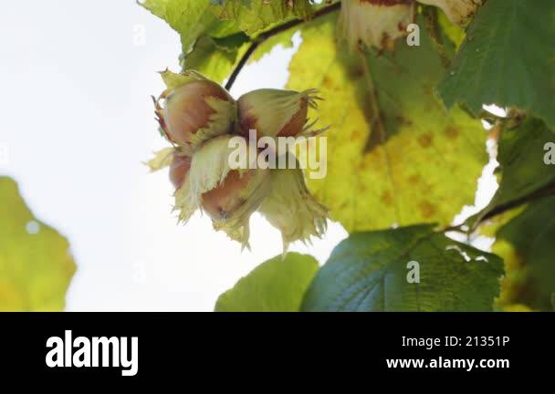 Close-up of ripe hazelnuts on hazel tree bunch in garden. Growing raw ...