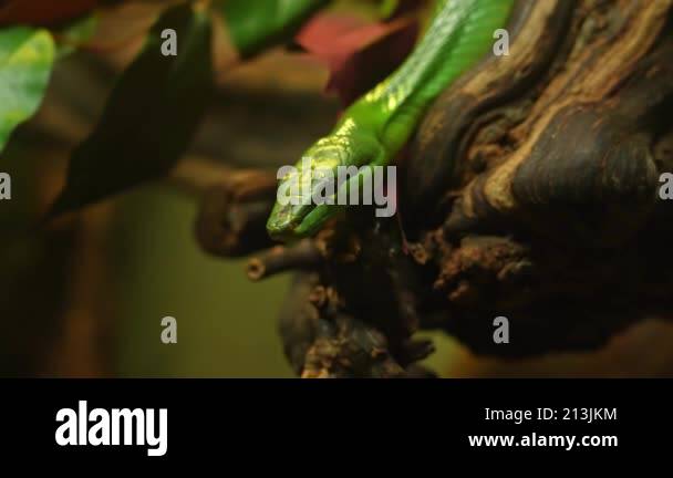 Red tailed racer, Gonyosoma oxycephalum snake relaxing on the branch ...
