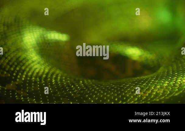 Snake skin and exotic real scales abstract texture close up slow focus ...