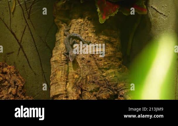 Anolis roquet or Martinique anole, savannah anole is species of lizard ...