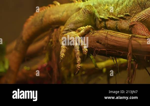 Green iguana claws like dragon beast. American iguana Lizard toes with ...