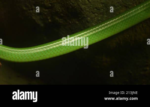 Red tailed racer, Gonyosoma oxycephalum snake slithering on the branch ...