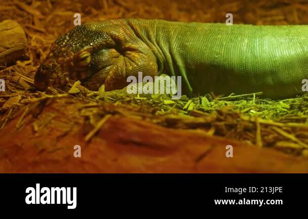 Tegu lizard, omnivorous species and inhabits the tropical rain forests ...