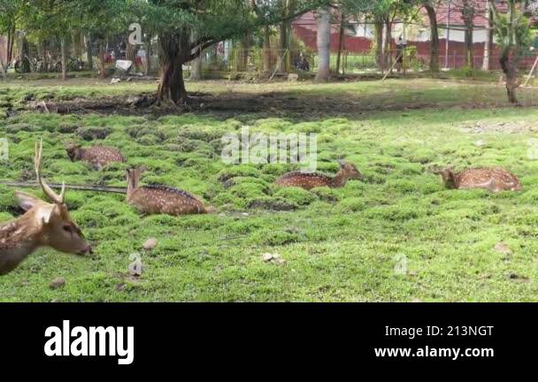 some deer in a deer breeding center in Bandung, Indonesia. The captive ...