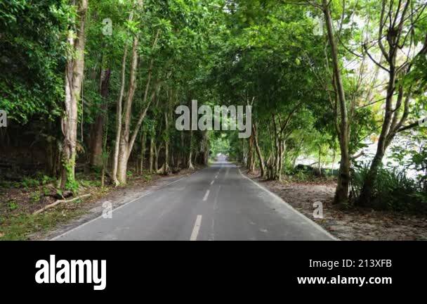 isolated tarmac road leading to lush green forests at morning from flat ...