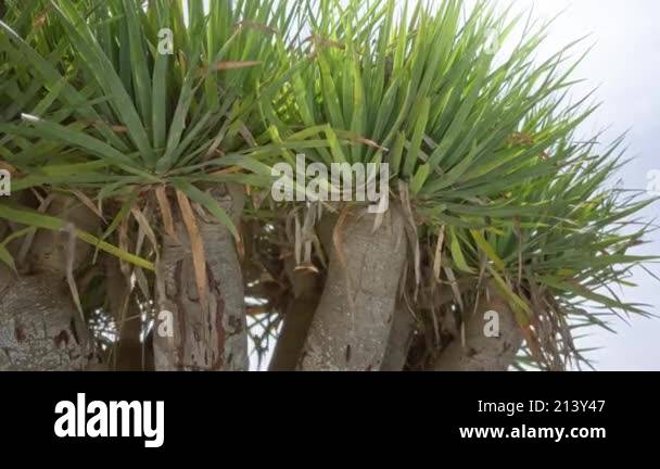 Dragon trees flourish in lanzarote under the bright daylight ...
