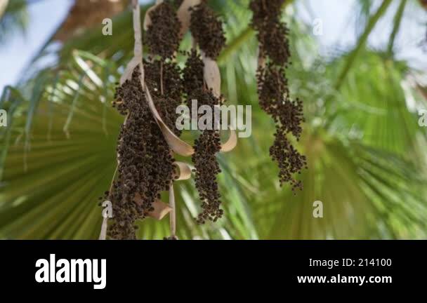 Palm tree with hanging clusters of fruit set against sunny murcia ...