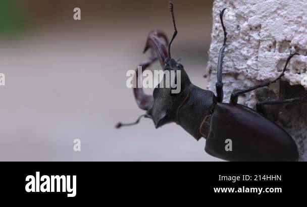 Close-up of a stag beetle climbing a white wall, showcasing its ...