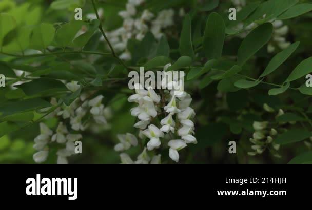 Clusters of fragrant white blossoms hanging from the branches of a ...