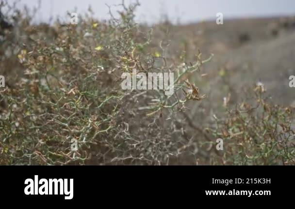 Launaea arborescens, also known as tree launaea, in the dry, rugged ...