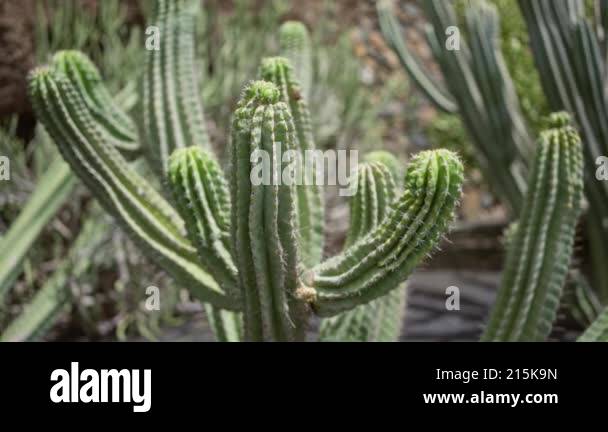 Cactus garden in daylight at lanzarote, canary islands features ...