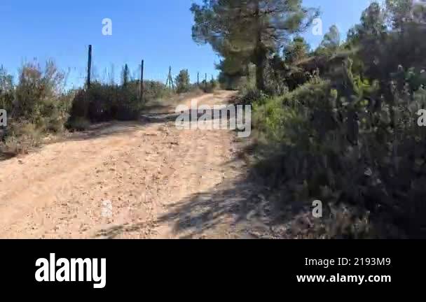 walking along a forest track, among pine forests, on a sunny day, time ...
