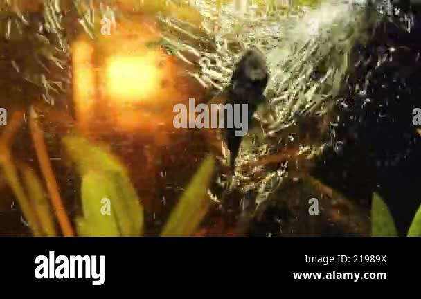 A closeup view of bubbling water featuring beautiful aquatic plants ...