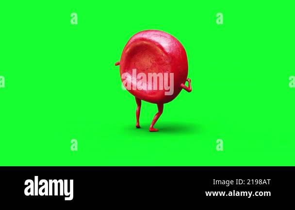 red blood cell character. Realistic 4k green screen animation Stock ...