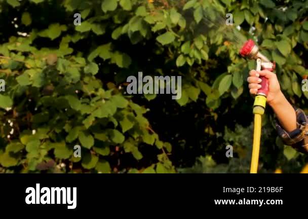 Watering the tree. Water injection through a rubber tube. Watering ...