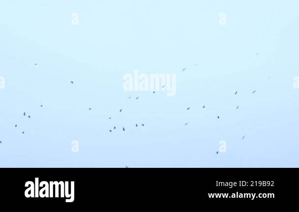 a large flock of birds flies in the sky. a group of crows migrate ...