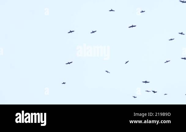 a large flock of birds flies in the sky. a group of crows migrate ...