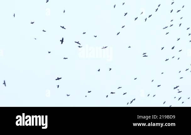 a large flock of birds flies in the sky. a group of crows migrate together Stock Video Footage ...