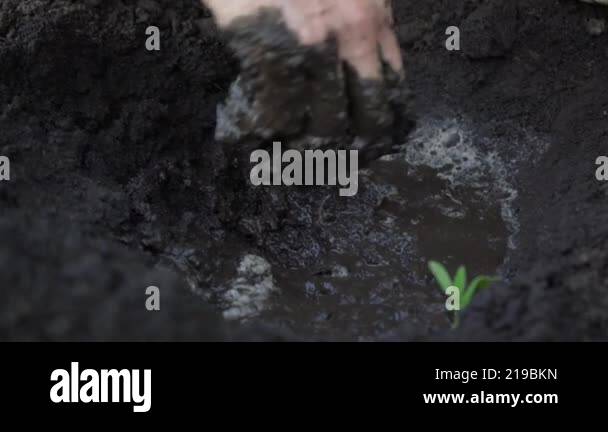 The gardeners hands are planting a seedling in a hole in the soil ...