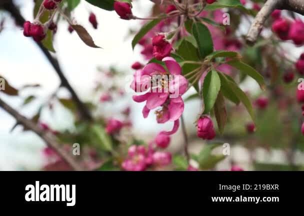 A bee collects nectar from a blossoming apple tree 4k Apple tree flower ...