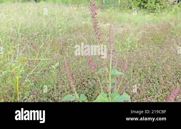 Wild Lamiaceae plectranthus flower plant growing in the plantation ...